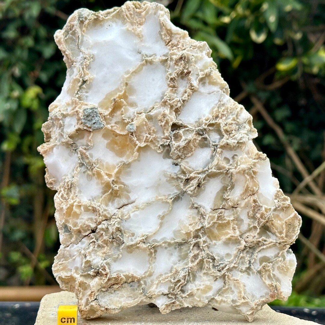 Snow Gypsum Aust Bristol Triassic Age CM9932 CERTIFICATED - Etsy