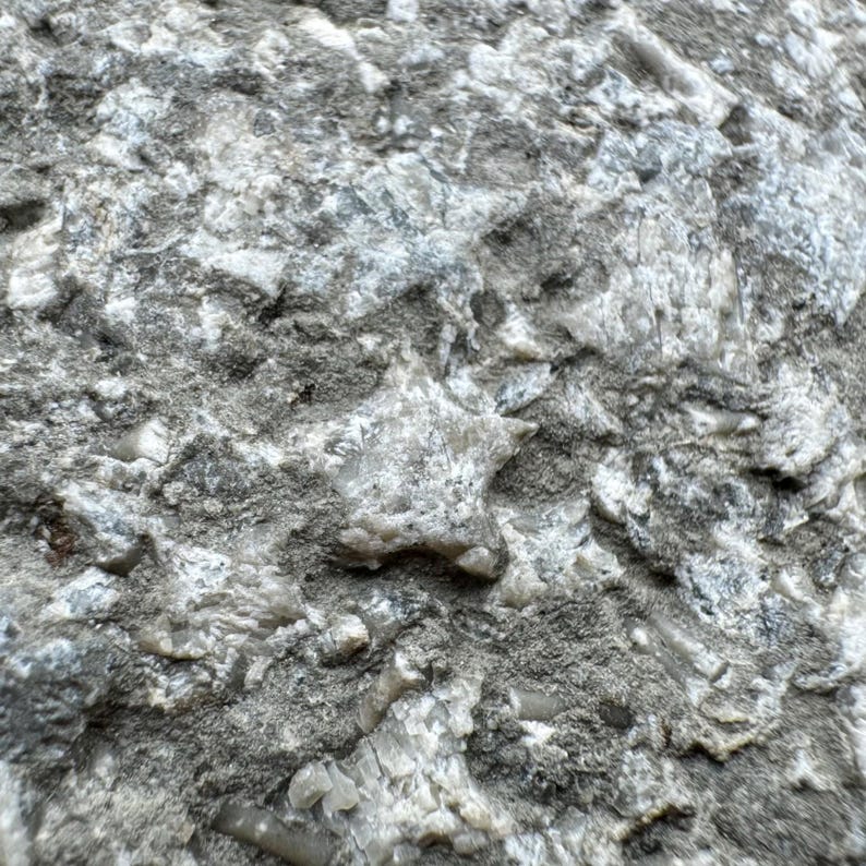 Jurassic Crinoid Star Slab Fossil on Stand - Charmouth, Uk - Authentic ...