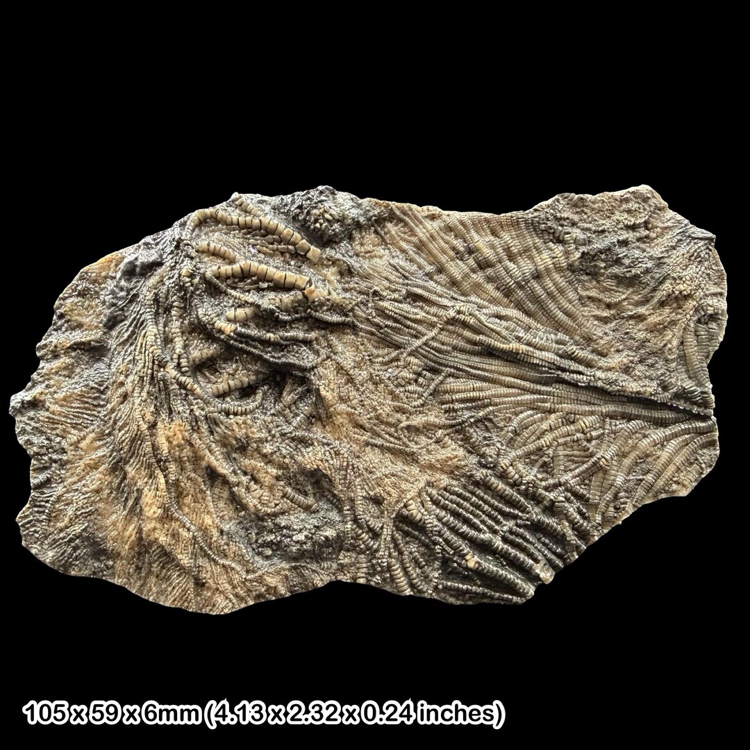 Pentacrinites Crinoid Fossil Slab Jurassic Lyme Regis Dorset Uk Black ...