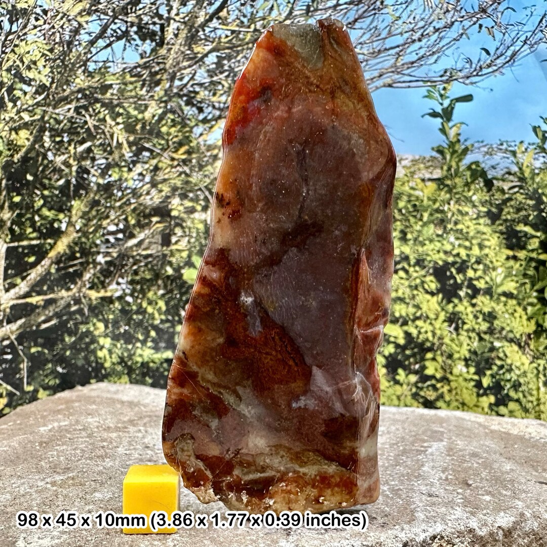 Dinosaur Coprolite Sectioned and Polished Slicefossil Poo, Poop ...