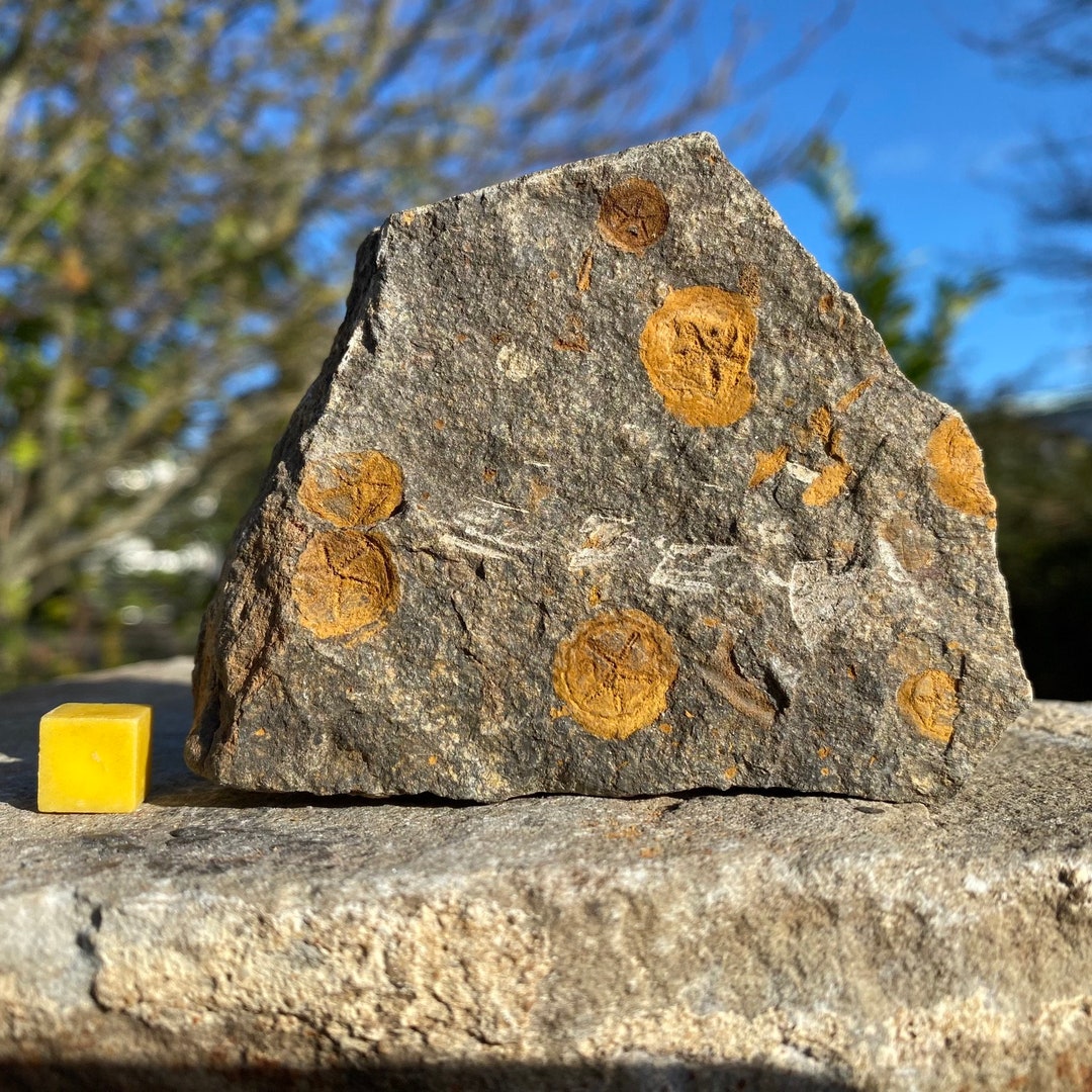 Fossil Edrioasteroidea Ordovician Period Morocco - Etsy