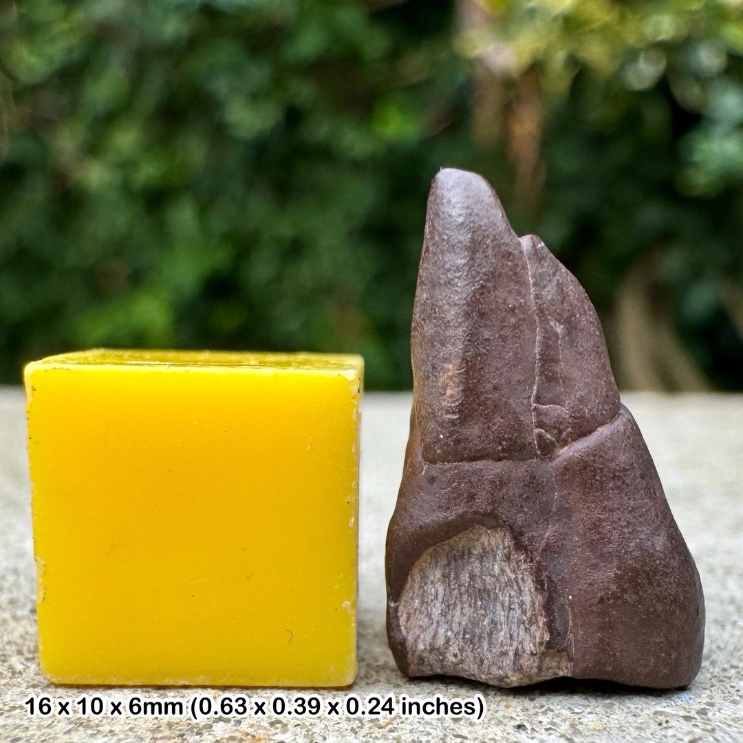 Authentic Theropod Dinosaur Claw Fossil undescribed Cretaceous ...