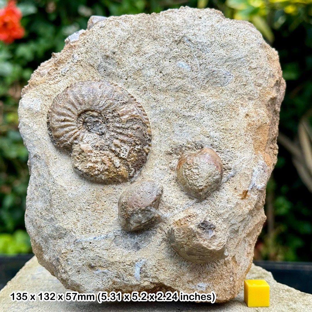 Rare Fossil Ammonite and Bivalves Block Jurassic Beacon Limestone ...