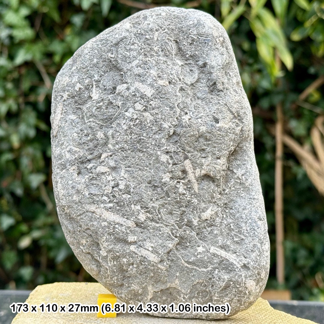 Genuine Fossil Pentacrinites Crinoid (sea Lilly) Stem Slab - Jurassic ...