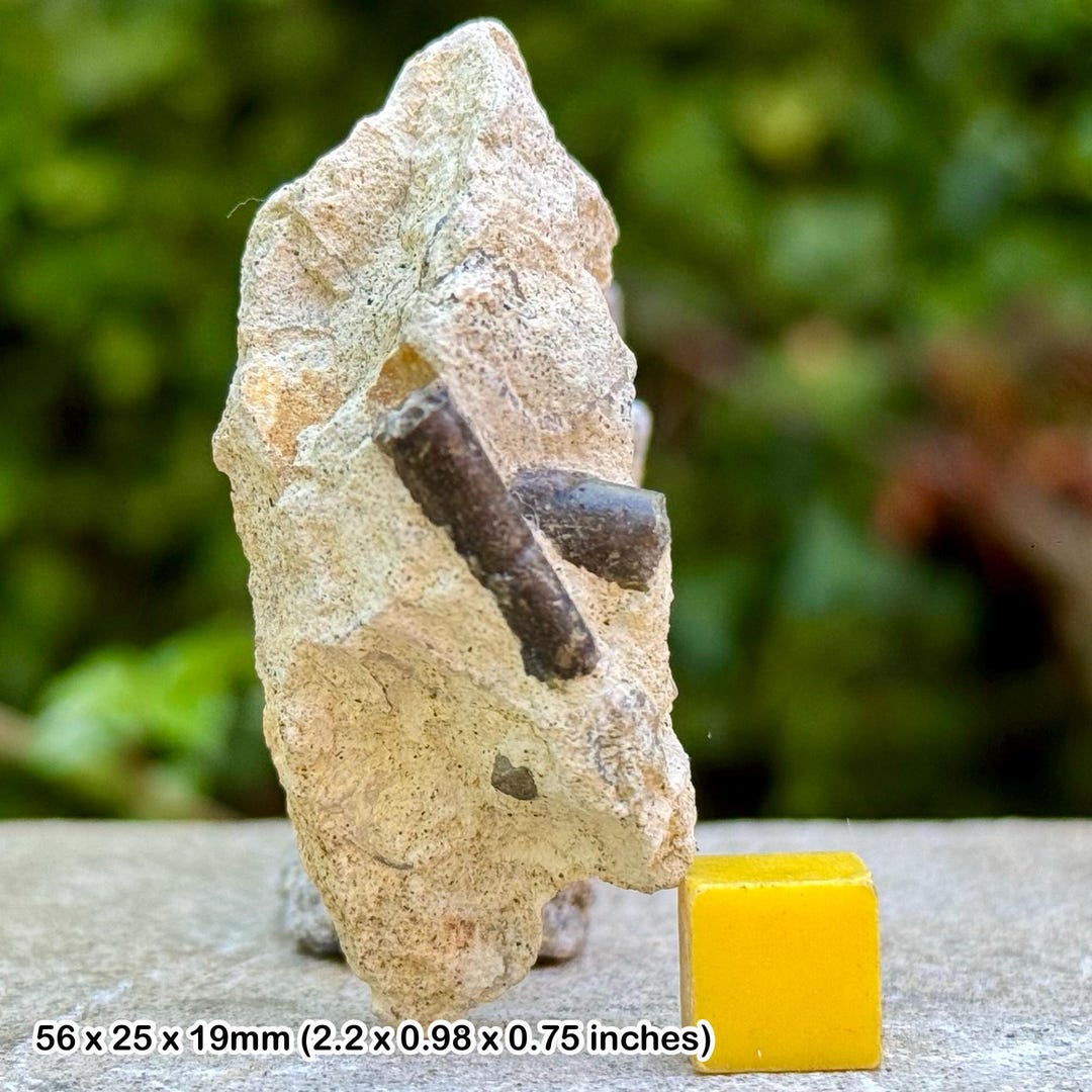 Rare Block of Fossil Heteromorph Uncoiled Ammonites (sciponoceras ...