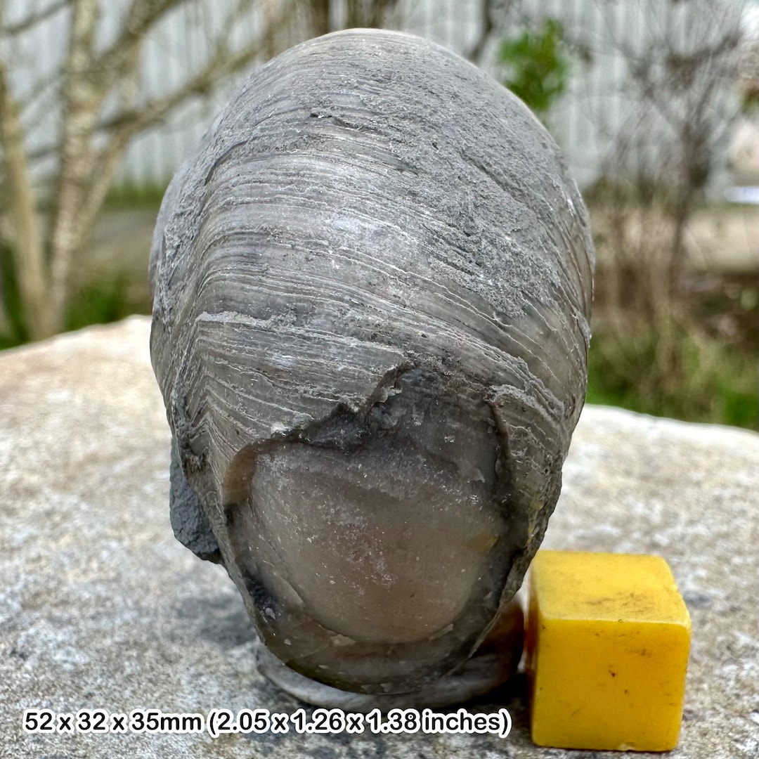 Fossil Gryphaea Bivalve, devil's Toenail an Iconic Fossil From the ...