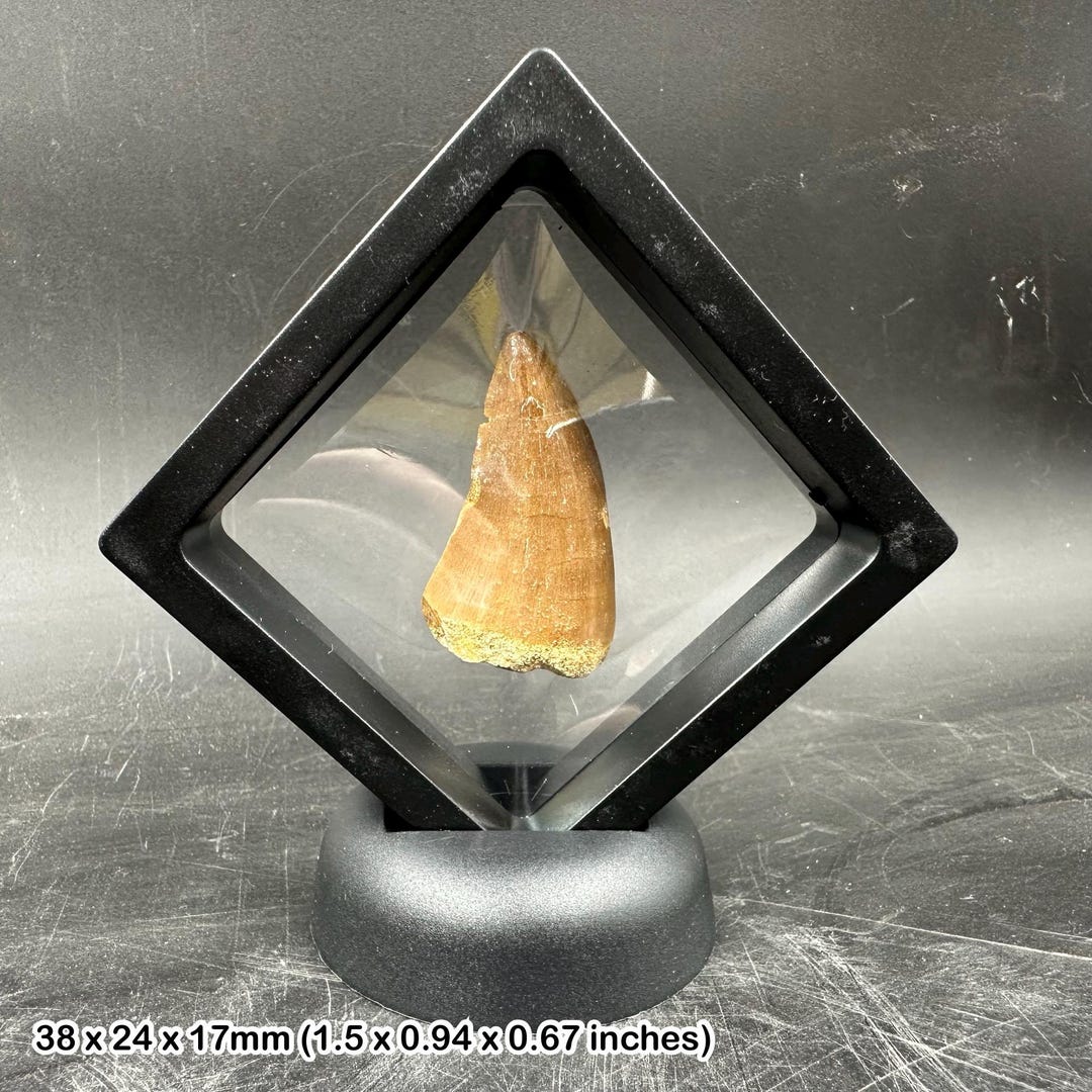 Mosasaur Fossil Tooth 3d Floating Frame Cretaceous Morocco Genuine ...