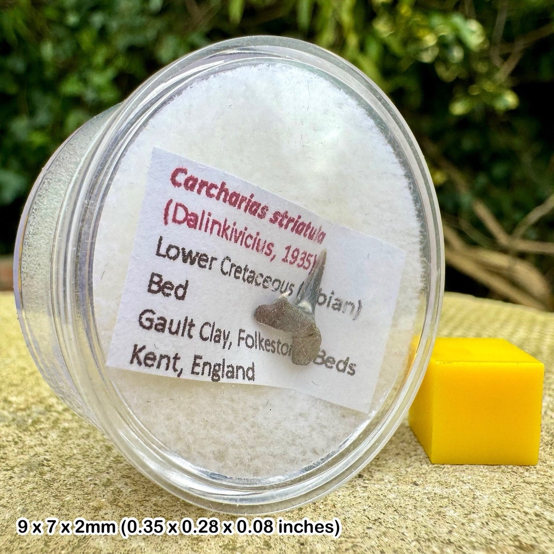 Rare Fossil Shark Tooth Carcharias. From Gault Clay, Cretaceous Era ...