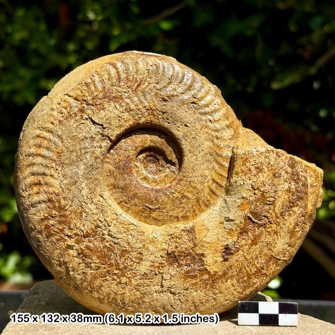 Rare: 6" Ludwigia Murchisona Fossil Ammonite, Bajocian, Jurassic ...