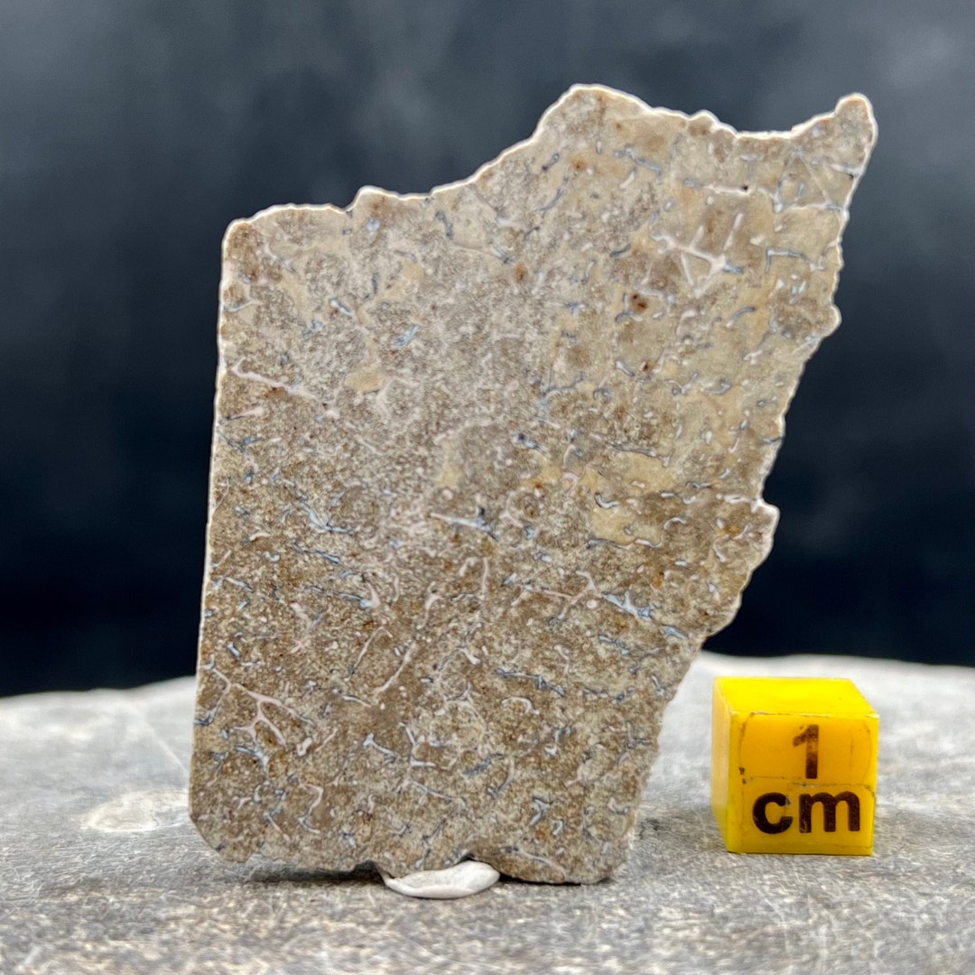 Atlasaurus Sauropod Slice Fossil Jurassic Period Morocco - Etsy