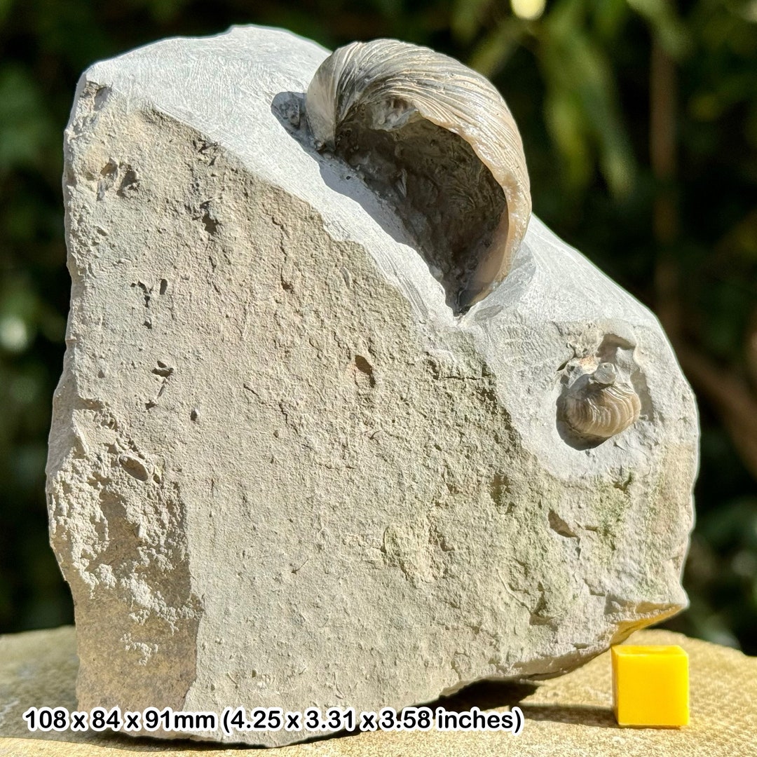 Unique Freestanding Gryphea 'devil's Toenail' Fossil - Jurassic ...