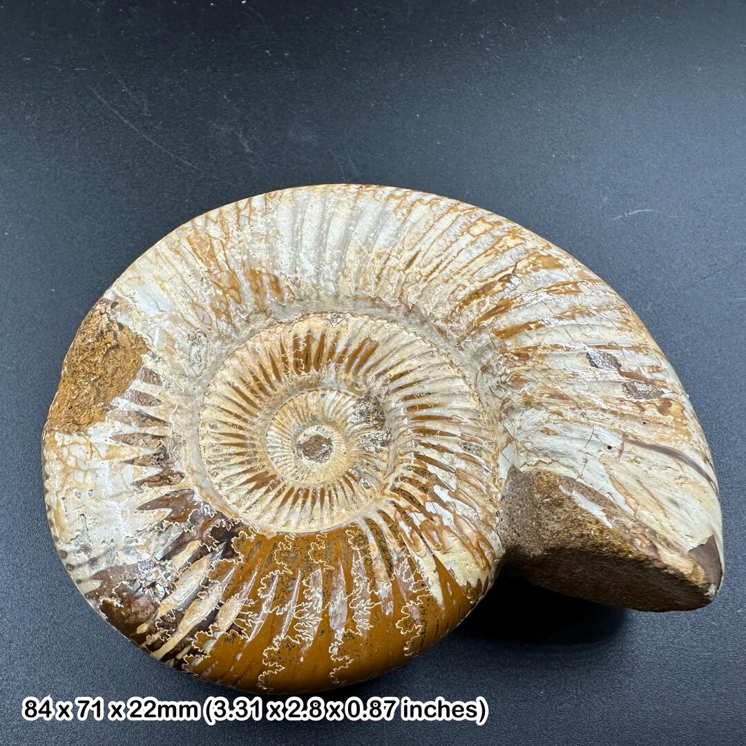 Fossilised Perisphinctes Ammonite, Jurassic, Genuine - Etsy