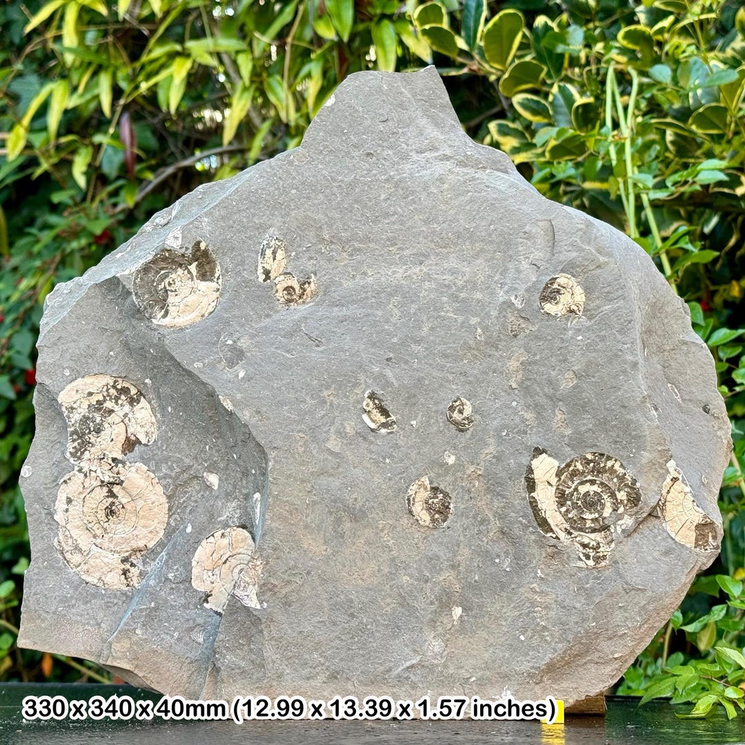 Authentic Psiloceras Planorbis Fossil Ammonite – Jurassic Blue Lias ...
