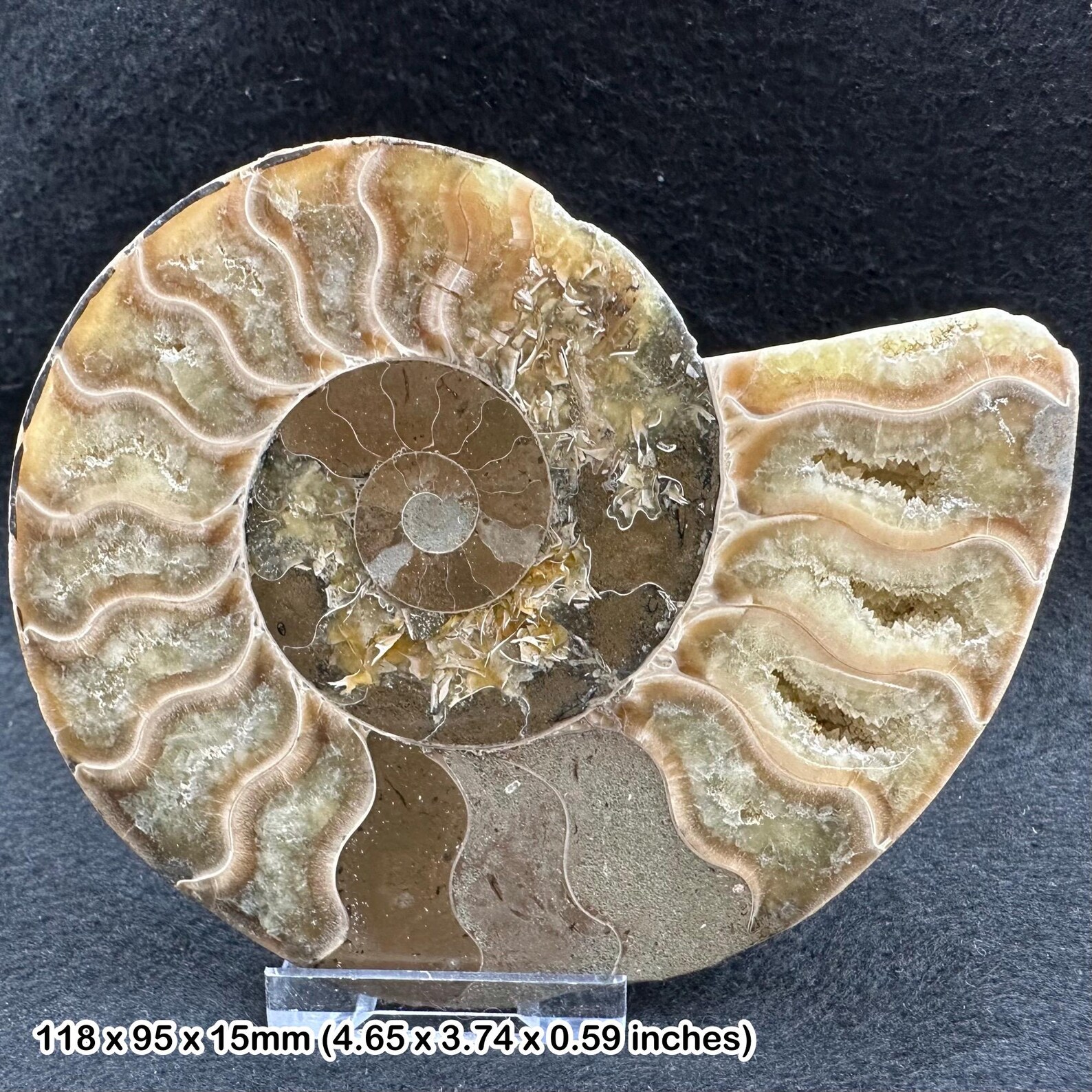 Cut & Polished Ammonite Marine Animal Fossil - Unique Single Specimen ...
