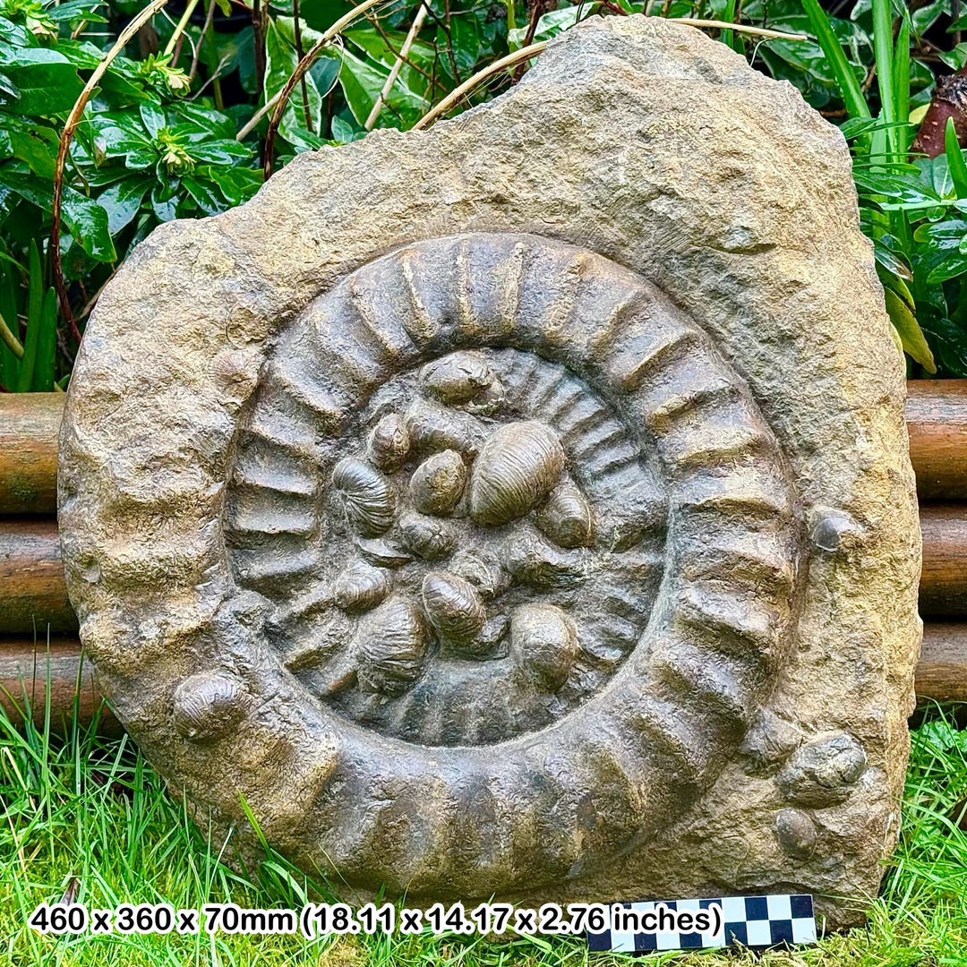 Very Rare 13" Pagassiceras (primarieites) Reynesi Fossil Ammonite With ...