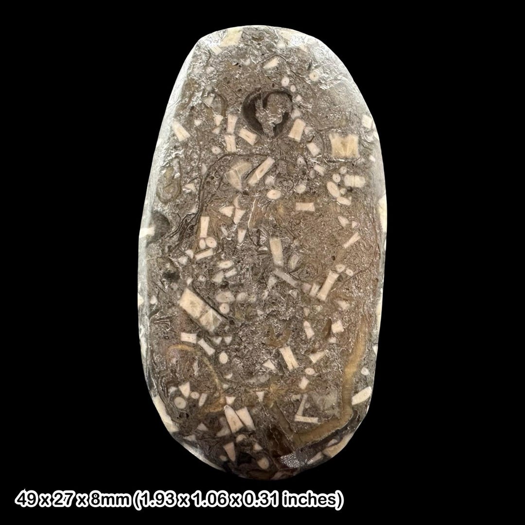 Polished Crinoid Fossil Slab Jurassic Lyme Regis Dorset Uk Lower Lias ...