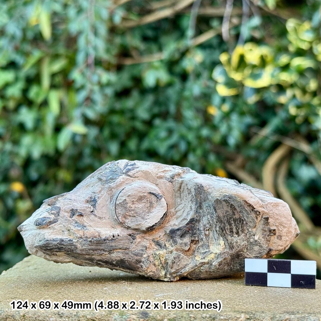 Rare Rhinocephalus Planiceps Fossil Fish Skull With Teeth, Eocene ...