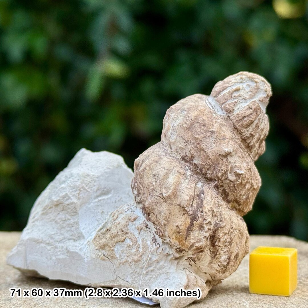 Turrilites Acutus Heteromorph Fossil Ammonite, Cenomanian, Cretaceous ...