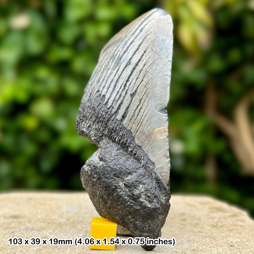 Rare Megalodon Shark Tooth Fossil pro Carcharodon Miocene: South ...