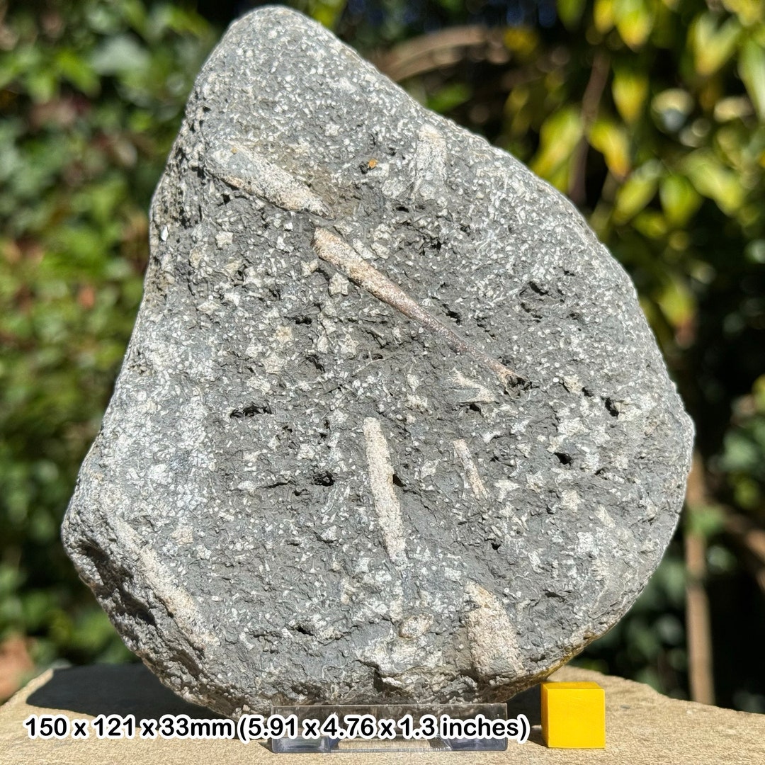 Jurassic Crinoid Star Slab Fossil on Stand Charmouth, Uk Authentic With ...