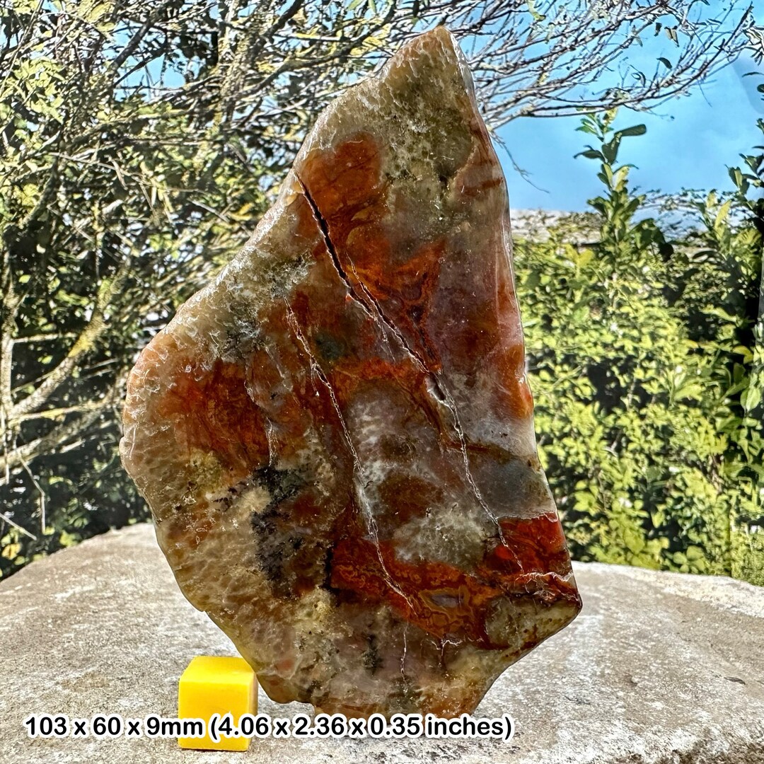 Dinosaur Coprolite Sectioned and Polished Slicefossil Poo, Poop ...