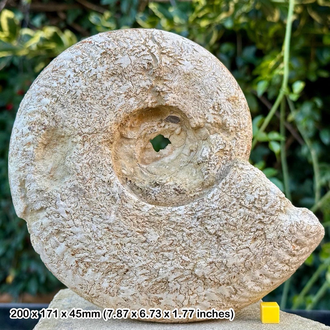 7.5" Harpoceras Fossil Ammonite - Jurassic, Beacon Limestone, Uk | 100% ...