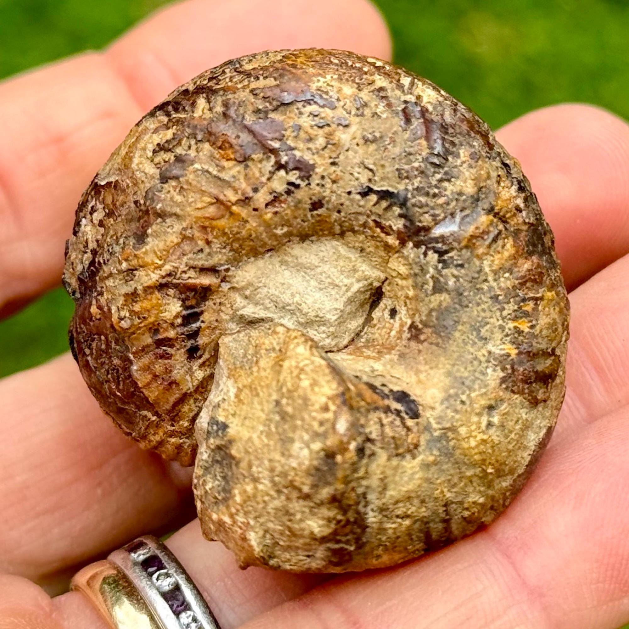 Rare Bostrychoceras Indicum Fossil Heteromorph Ammonite | Lower ...