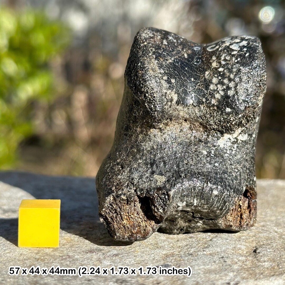 Bison Foot Bone Fossil - Pleistocene Period, United Kingdom - Etsy