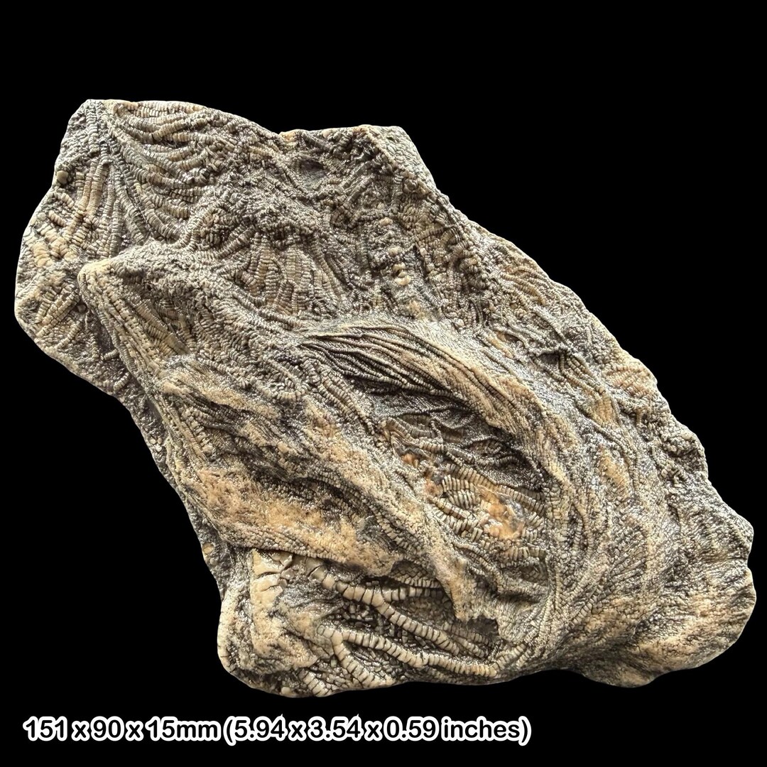 Pentacrinites Crinoid Fossil Slab Jurassic Lyme Regis Dorset Uk Black ...