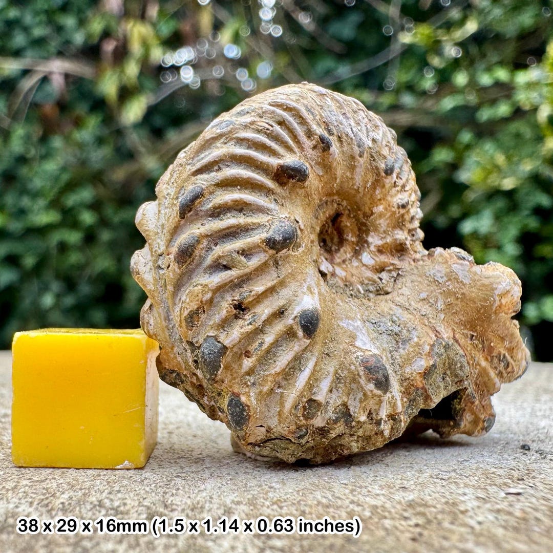 Fossil Ammonite – Euhoplites Sp. – Gault Clay, Middle Albian Cretaceous ...