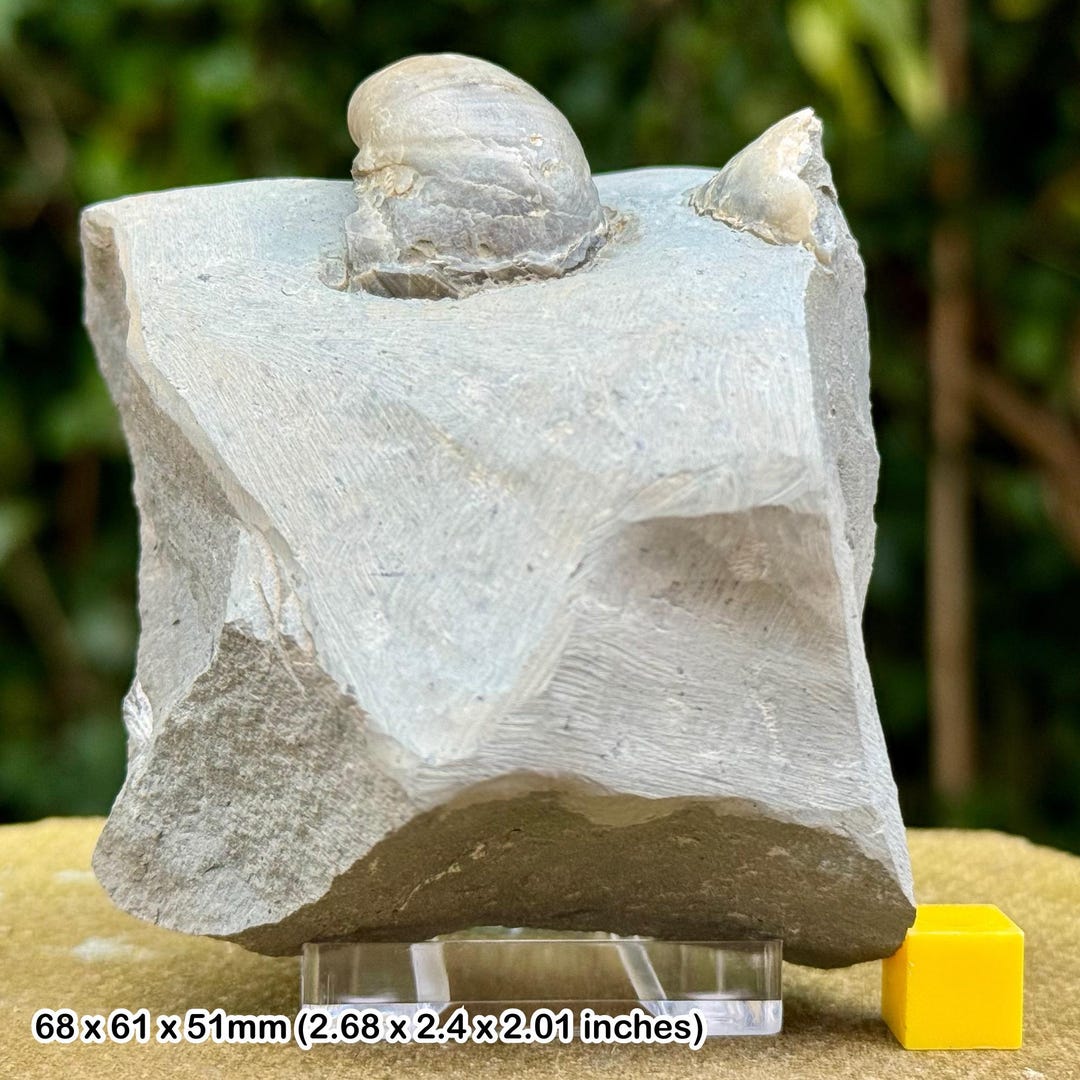 Authentic Gryphea (devil's Toenail) Fossil With Stand - Blue Lias, Lyme ...