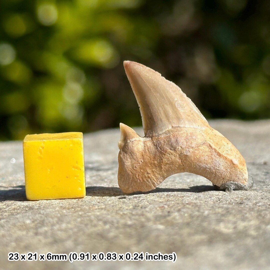 Otodus Obliquus Shark Tooth Fossil – Eocene – Genuine Moroccan Predator ...