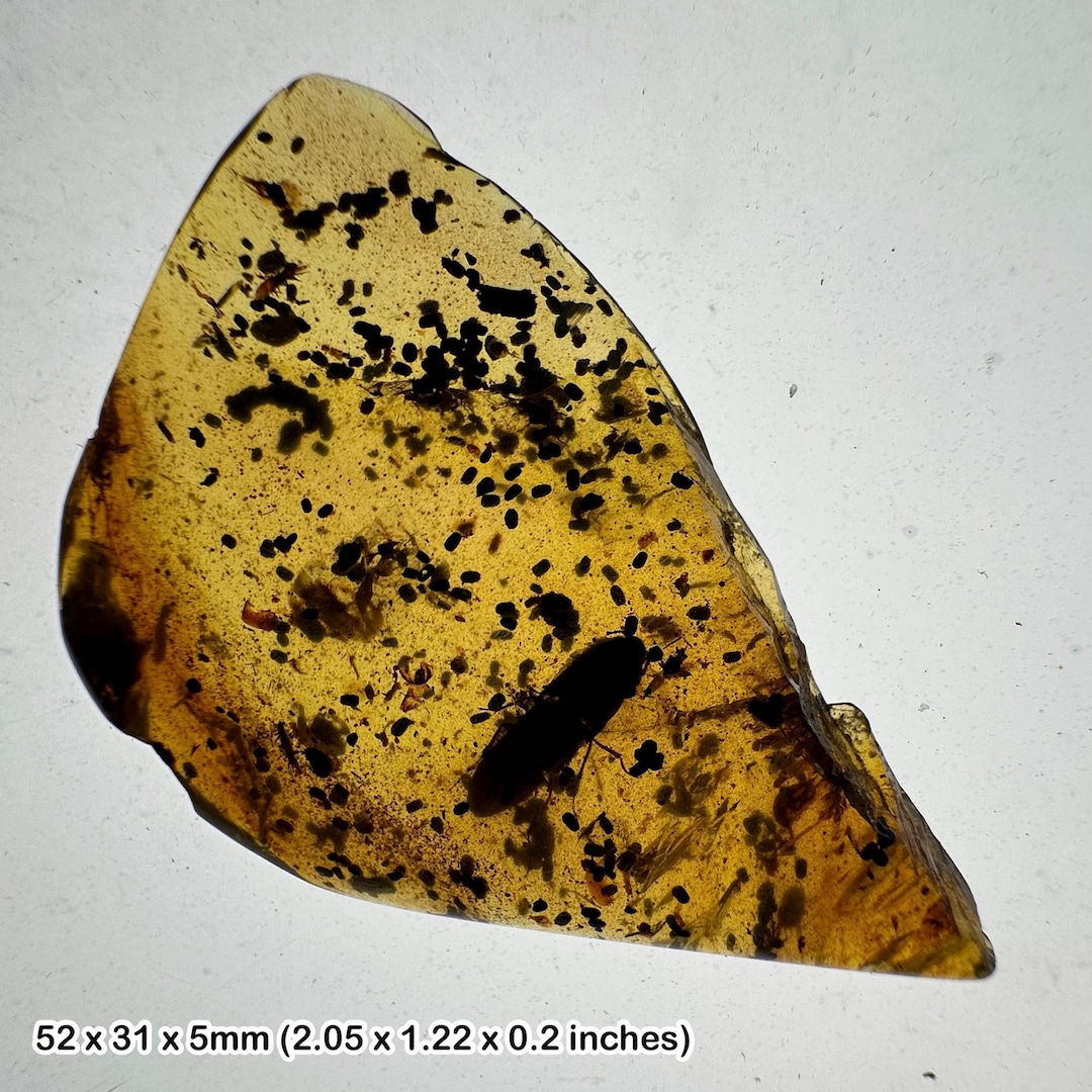 Burmese Cretaceous Amber With Beetle Insect & Inclusions, Uv ...