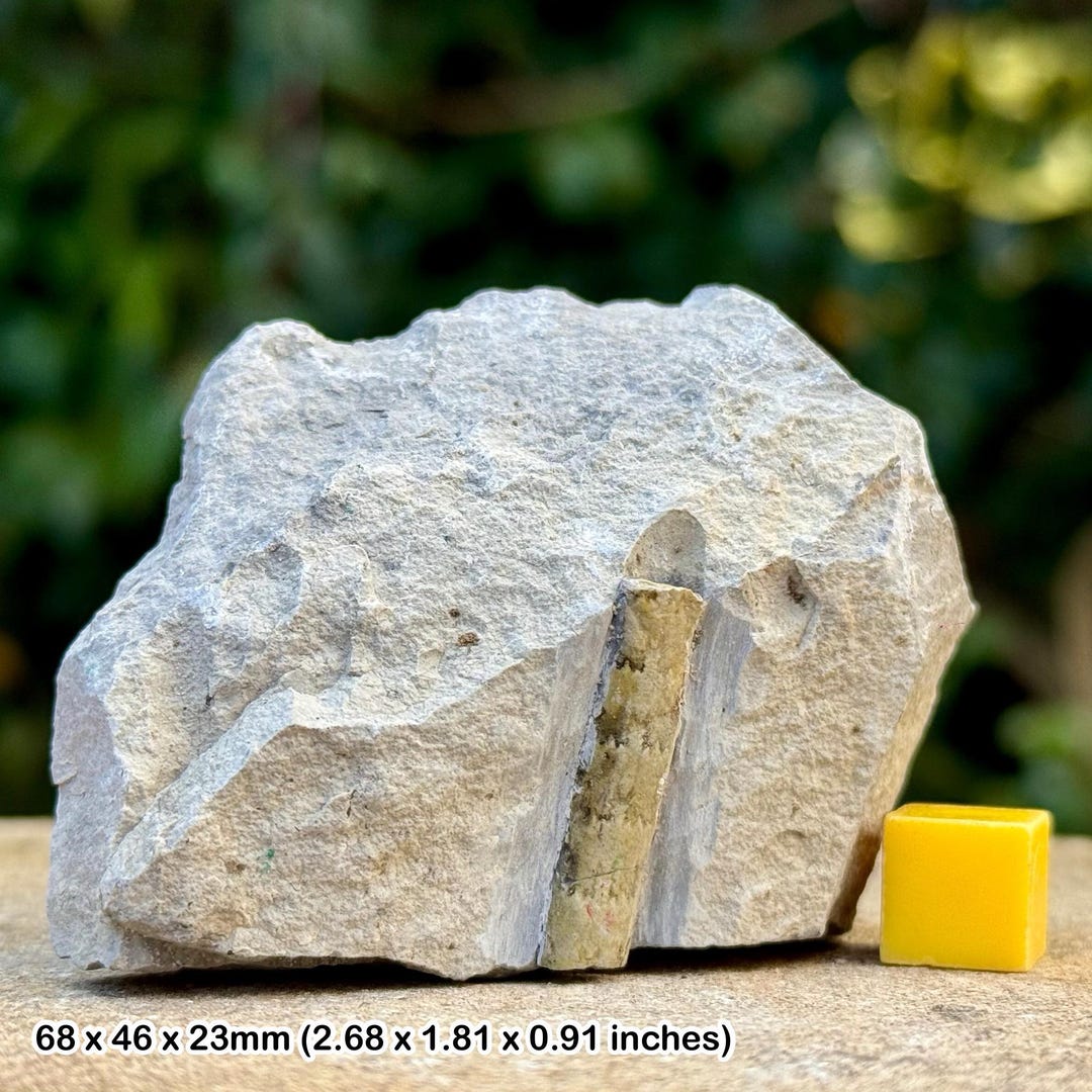 Rare Baculites Fossil Ammonite – Baculites Anceps, Cenomanian ...