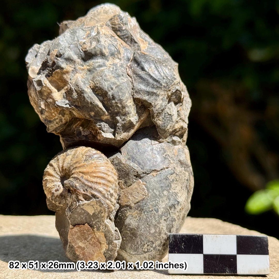Very Rare Fossil Heteromorph Ammonite Scaphites Nodosus – Fox Hills ...
