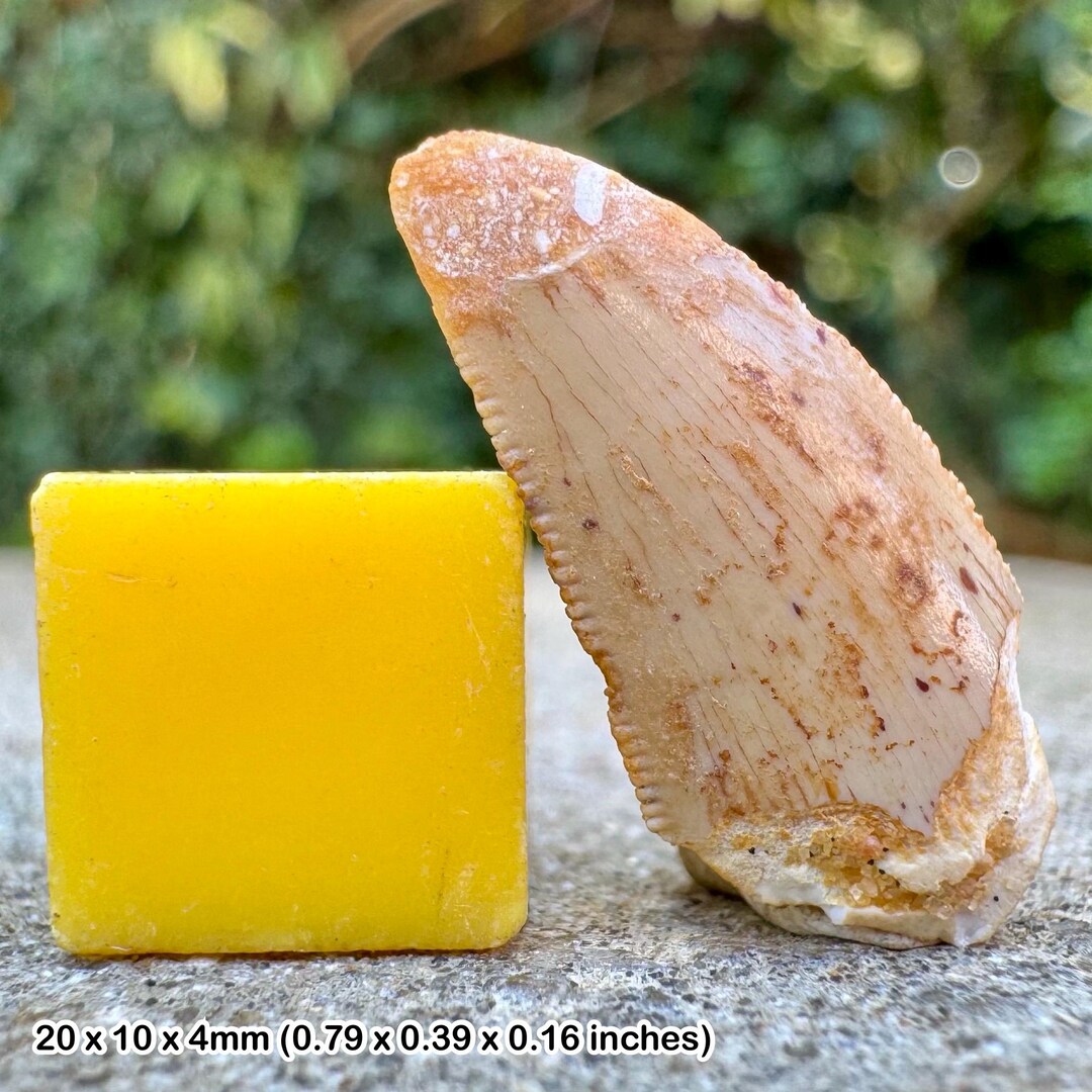 Deltadromeus Agilis Raptor Dinosaur Tooth Fossil | Cretaceous Kem Kem ...