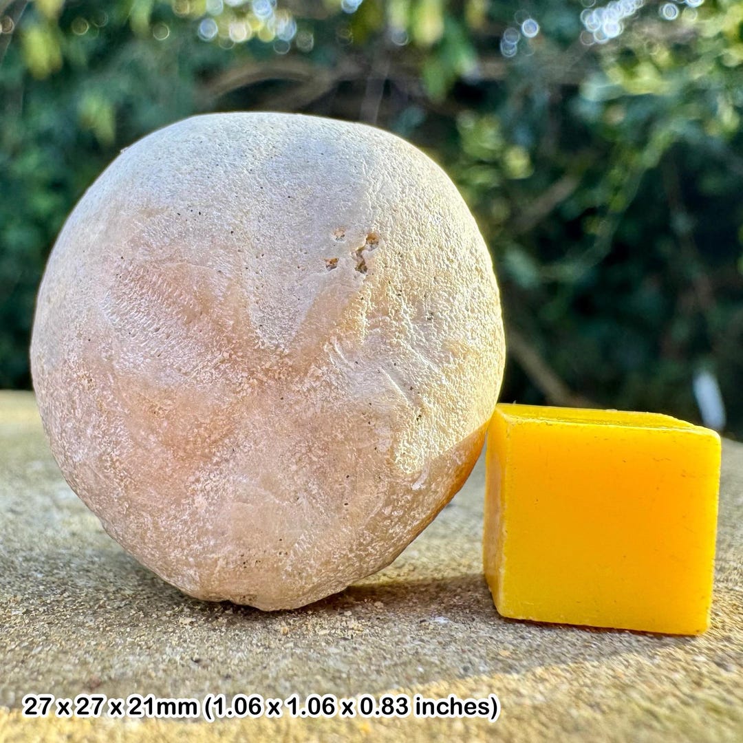 Fossil Echinoid (sea Urchin: Hemiaster Bufo) – Cretaceous, Chalk ...