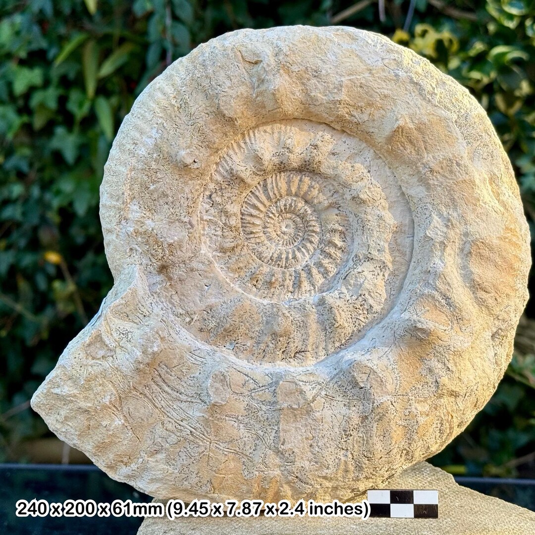 9" Rare Katroliceras Divisum Ammonite Fossil, Kimmeridgian, Jurassic ...