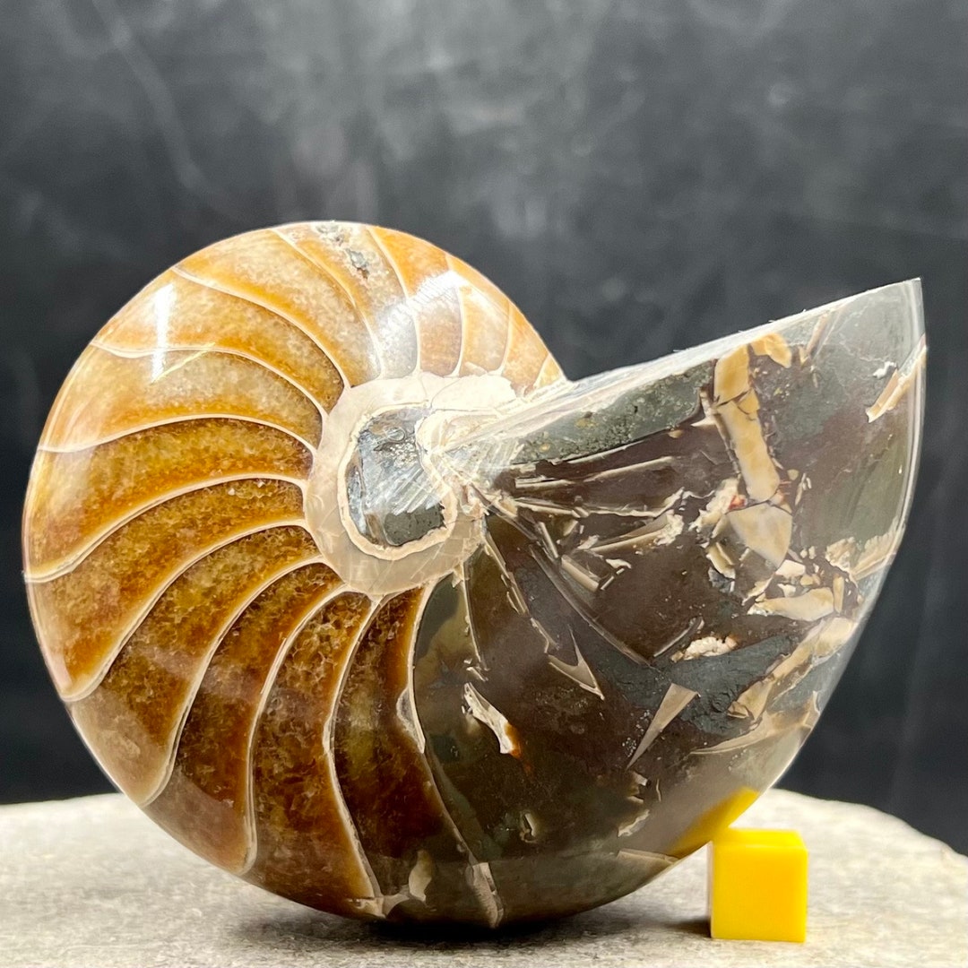 Nautilus Fossil Meerestier Madagaskar Kreidezeit echt - Etsy.de