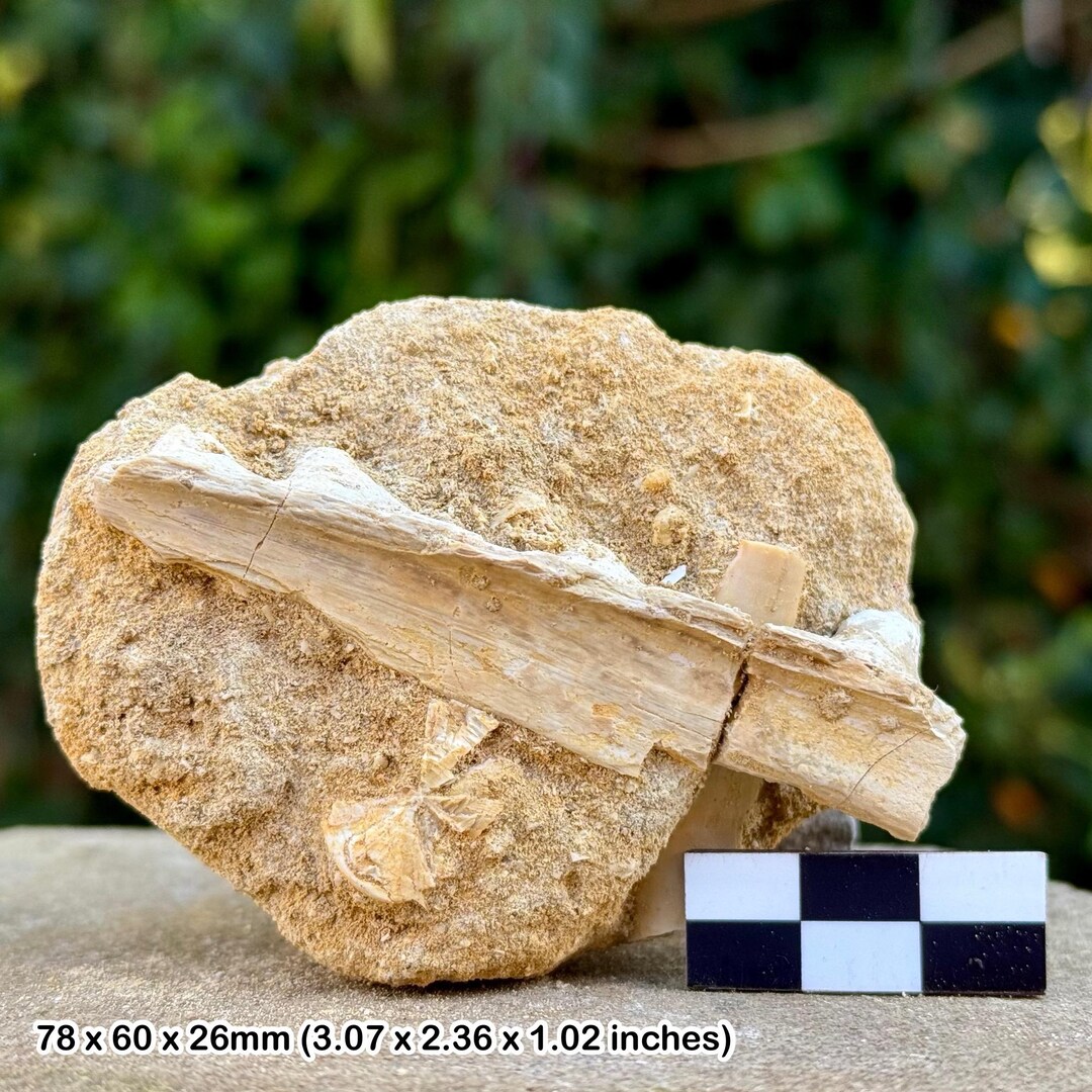 Eocene Fossil Fish Jaw - Phosphate Deposits, Oulad Abdoun Basin, Oued ...