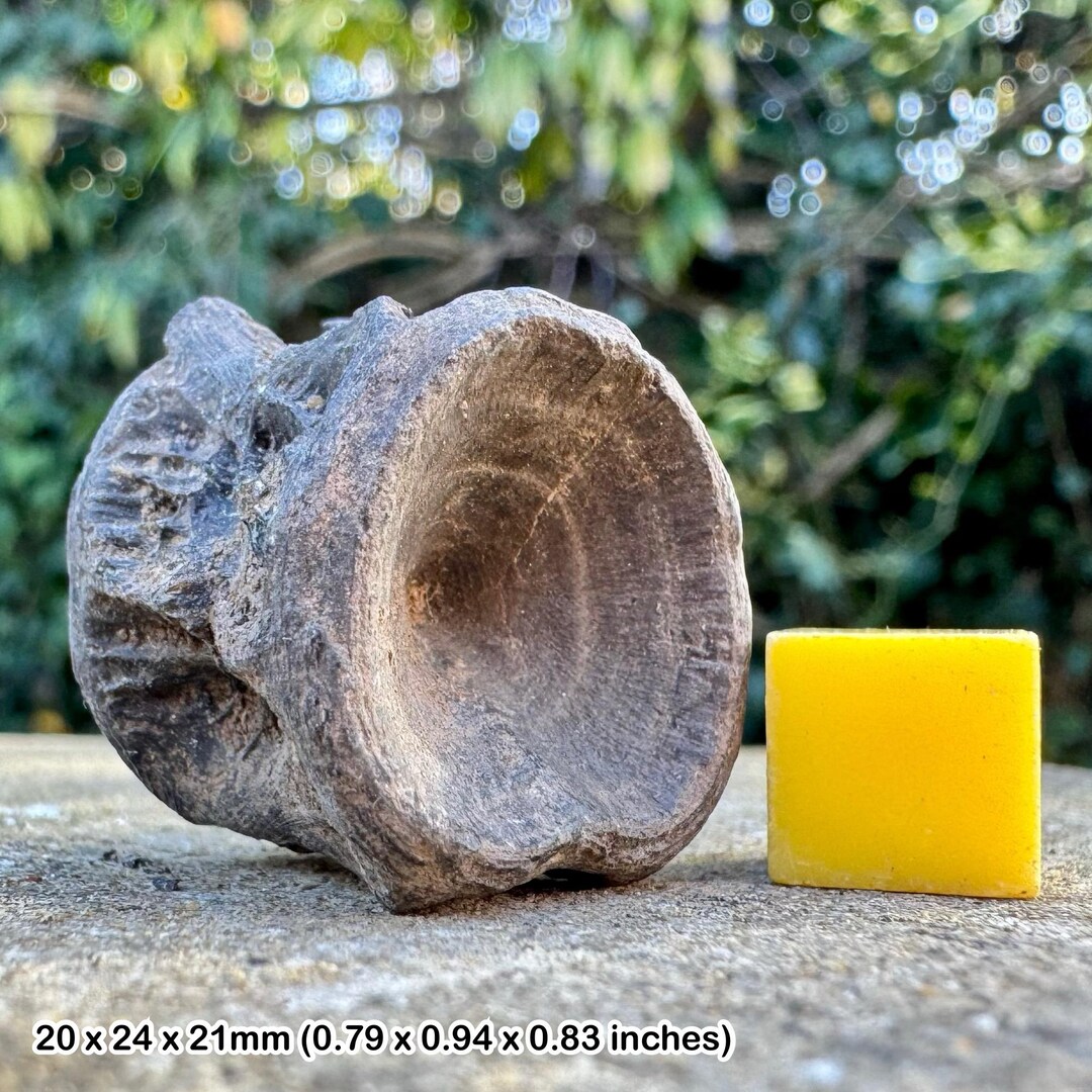 Large Bony Fish Vertebra Fossil – Eocene, London Clay – Warden Point ...