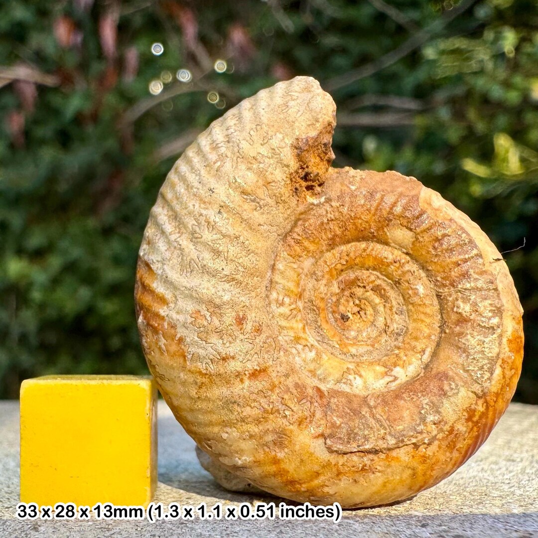 Rare Prorsisphinctes Pseudomartinsi Ammonite Fossil, Bajocian Jurassic ...