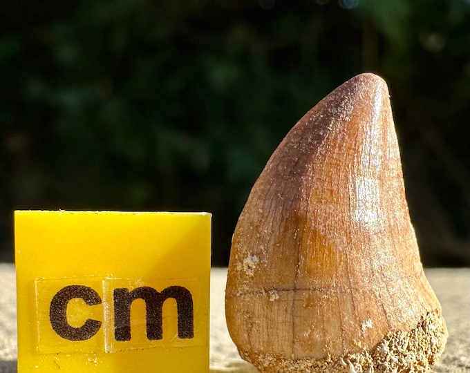 Pair of Beautiful Glossy Fossilized Pleistocene Manatee Teeth 10,000 1. ...