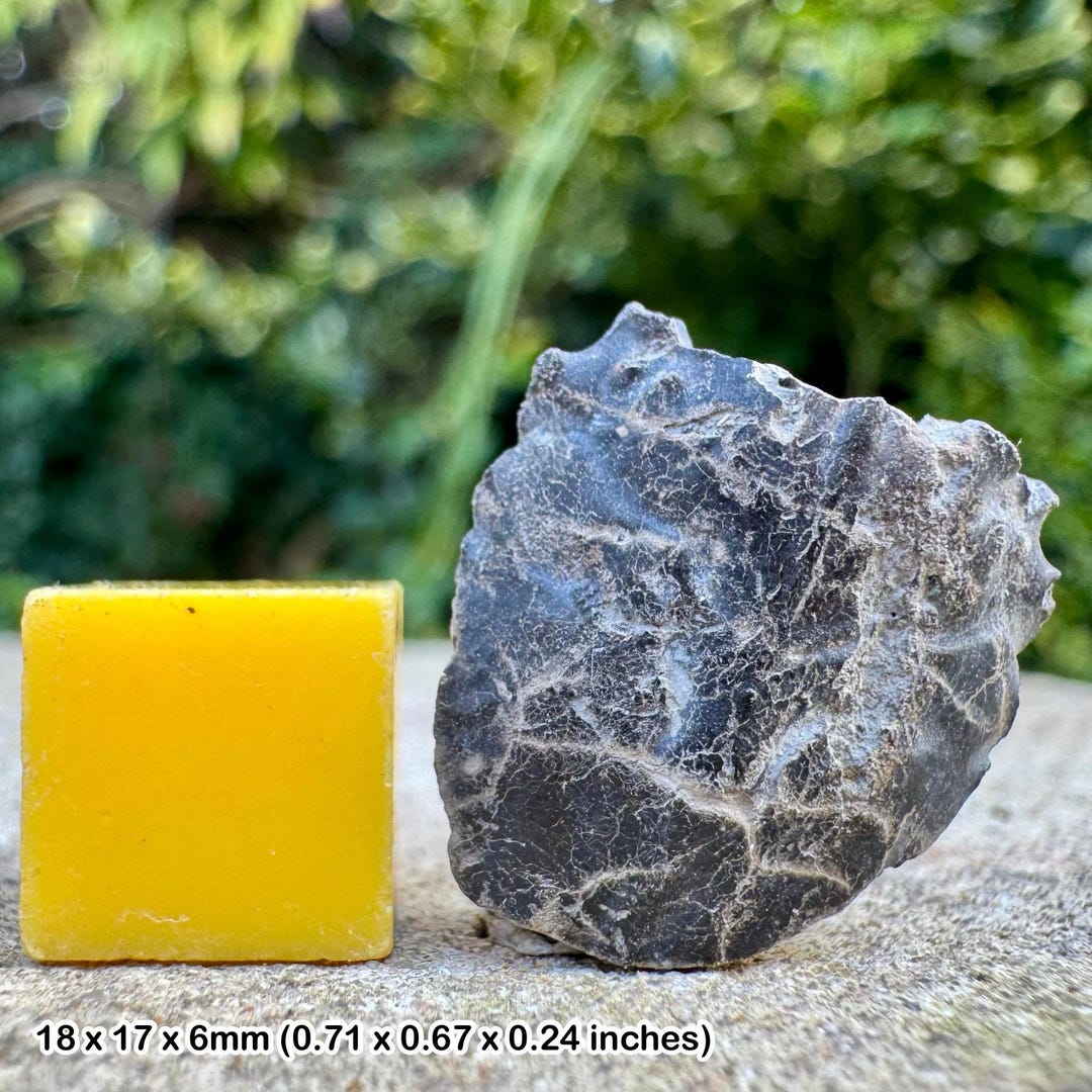 Rare Cretaceous Fossil Crab - Notopocorystes [cretacoranina] Broderipii ...