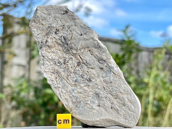 Pleistocene Plants