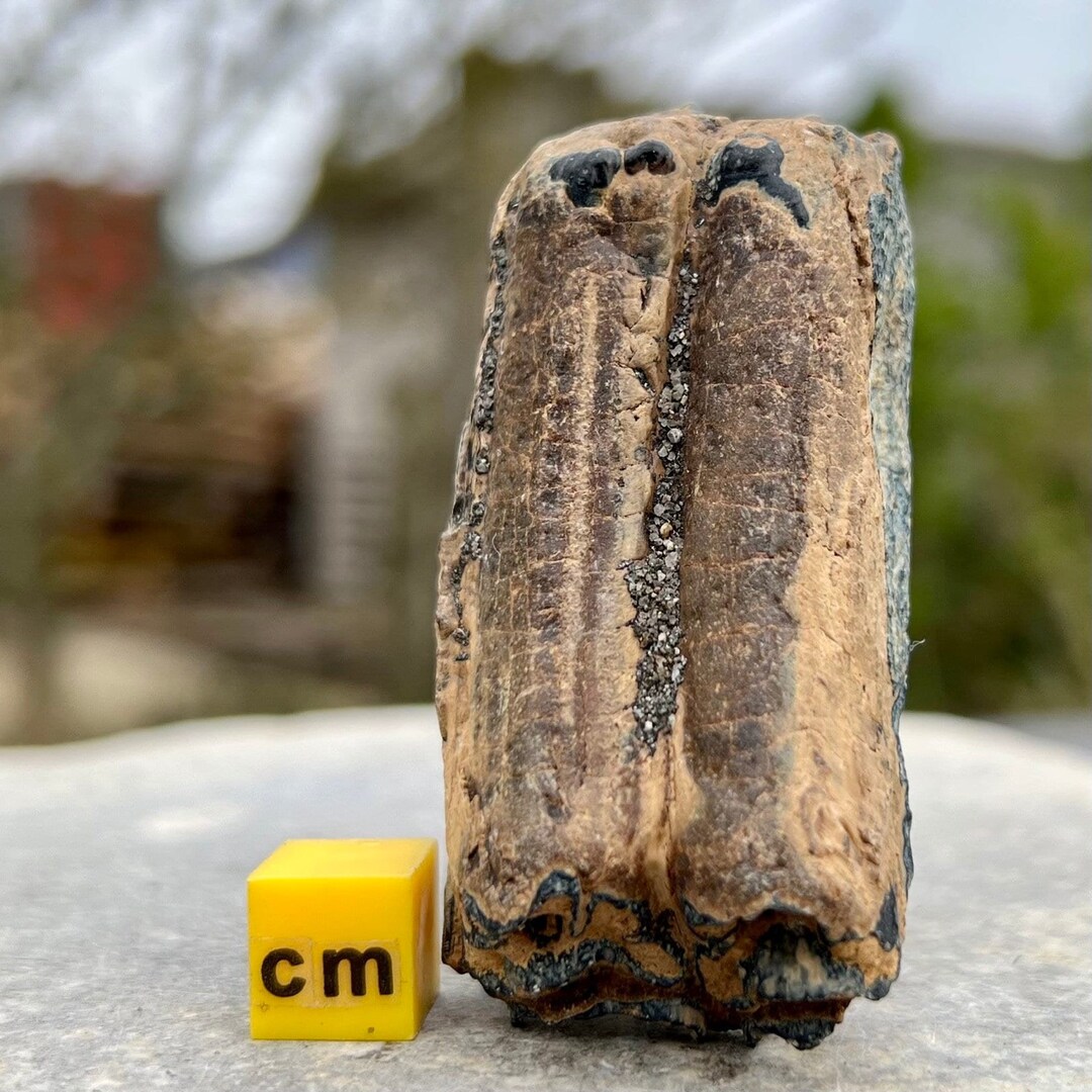 Genuine Fossilized Horse Tooth From Florida, Usa Unique Collectible and ...