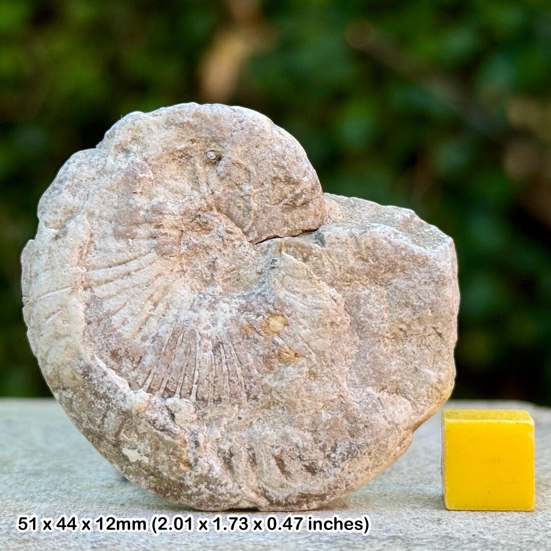 Oxytropidoceras Ammonite Fossil | Cretaceous Texas | Duck Creek ...