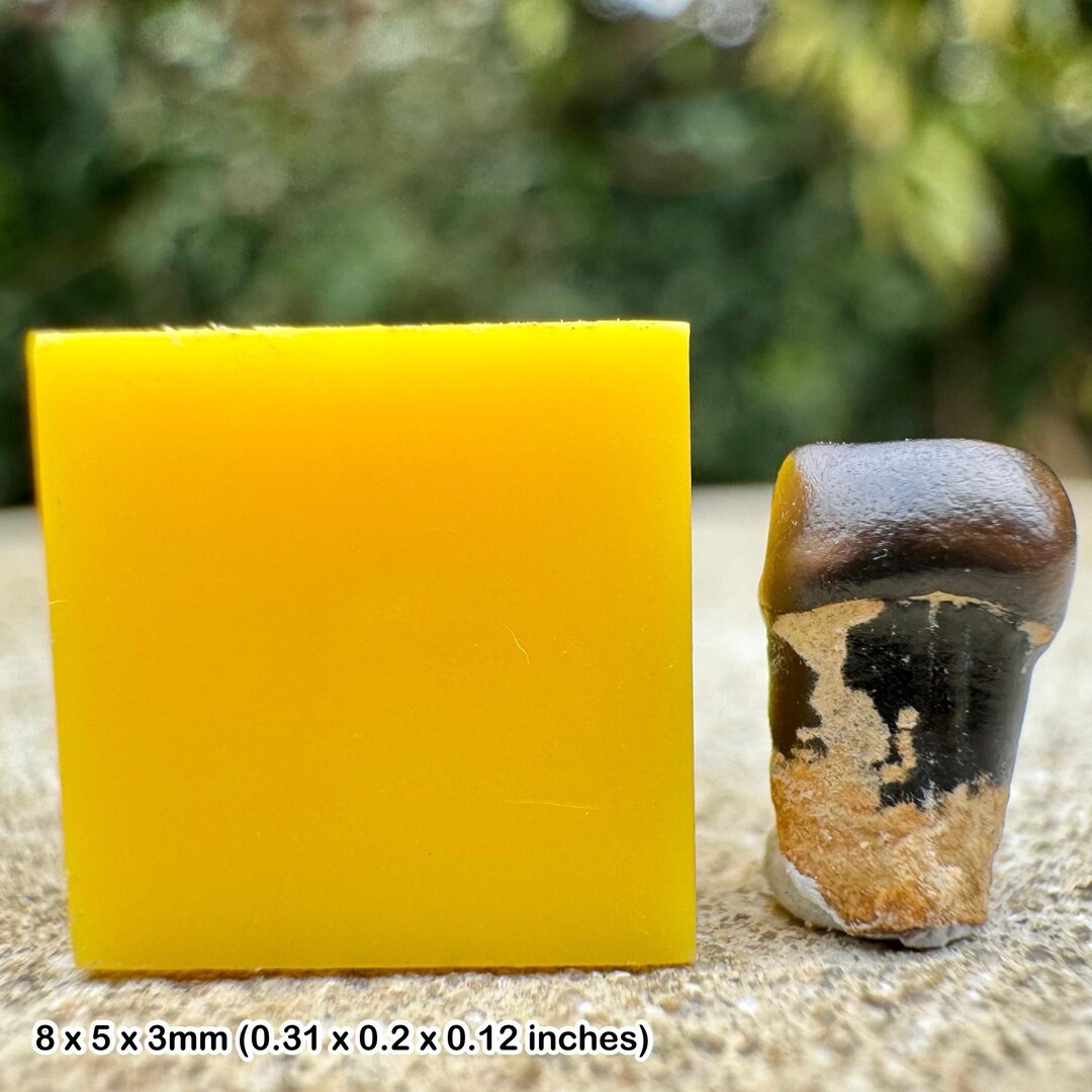 Rare Pycnodont Fish Tooth Fossil, Bathonian Jurassic, White Limestone ...