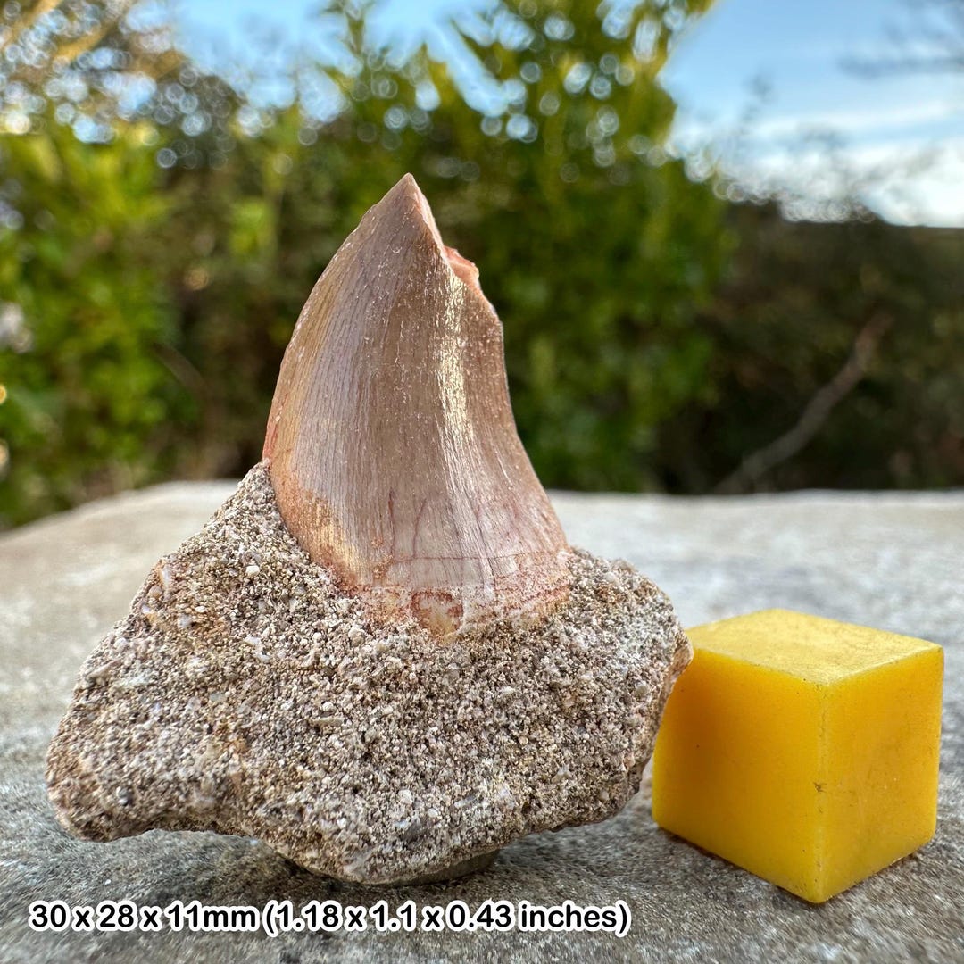 Perfect Fossil Gift Mosasaur Tooth, Dinosaur Age, Real - Etsy