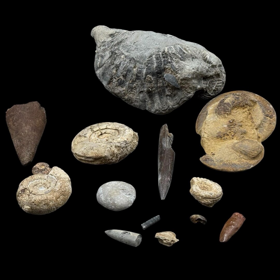 1kg British Fossil Mix X 14 | Jurassic Dorset & Somerset Fossils ...